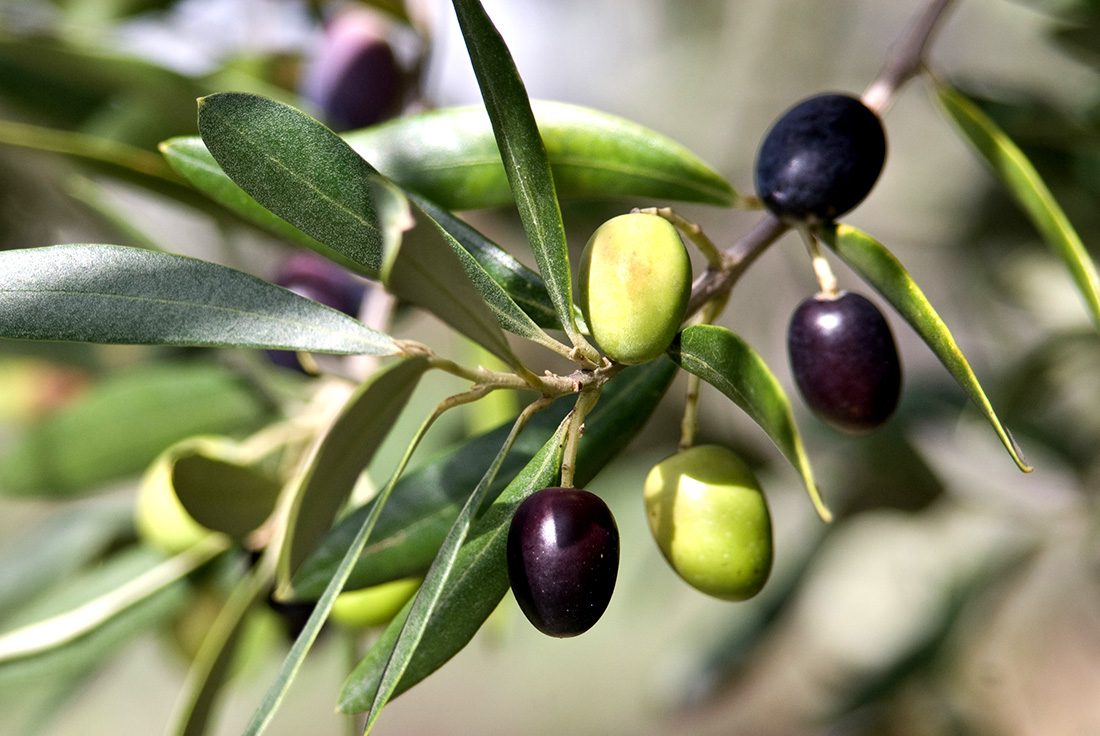 Crops - Eléphant Vert