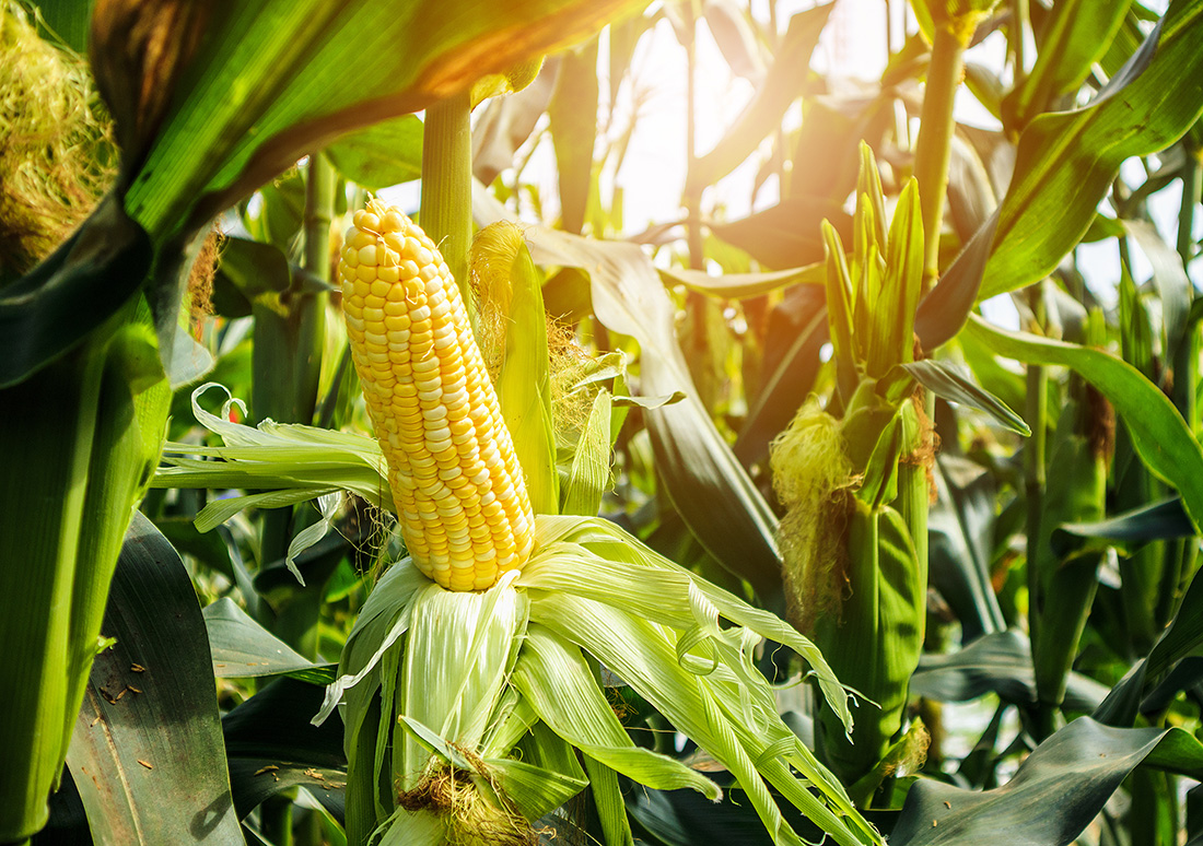 Crops - Eléphant Vert