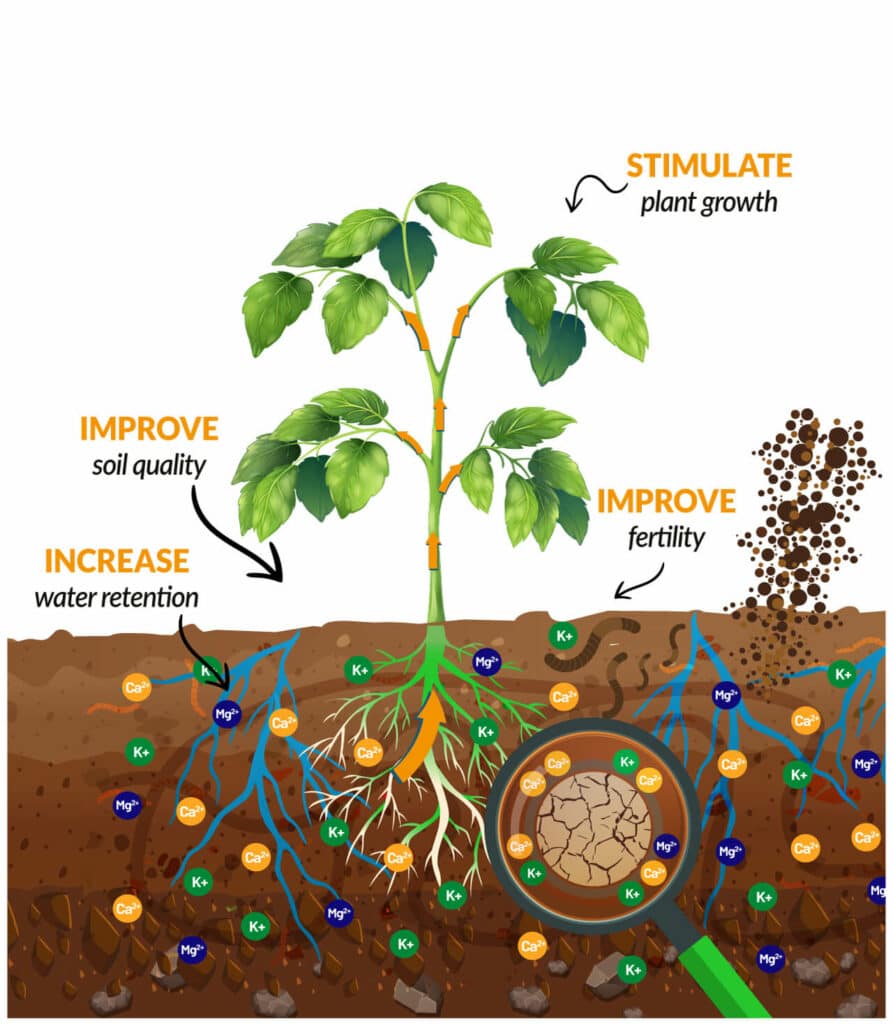 ORGANOVA® - Eléphant Vert
