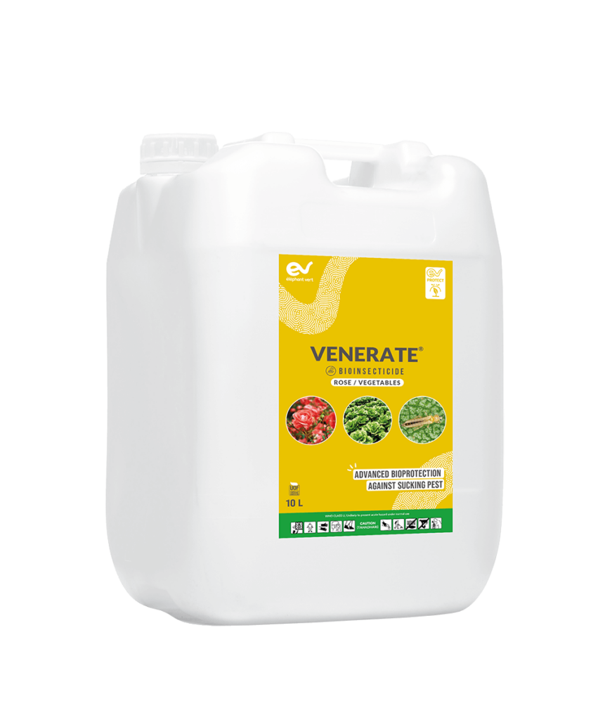 VENERATE - Eléphant Vert