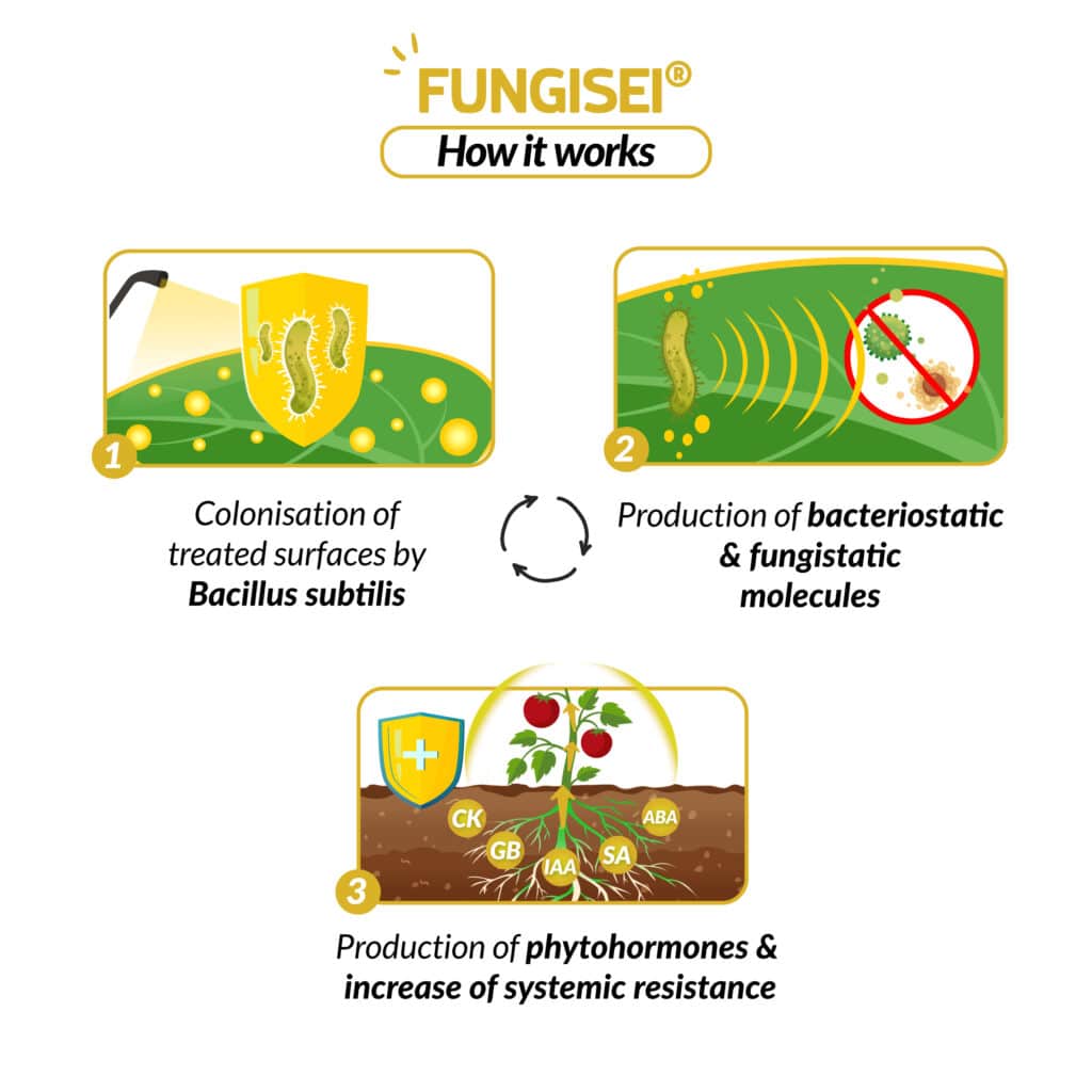 FUNGISEI - Eléphant Vert