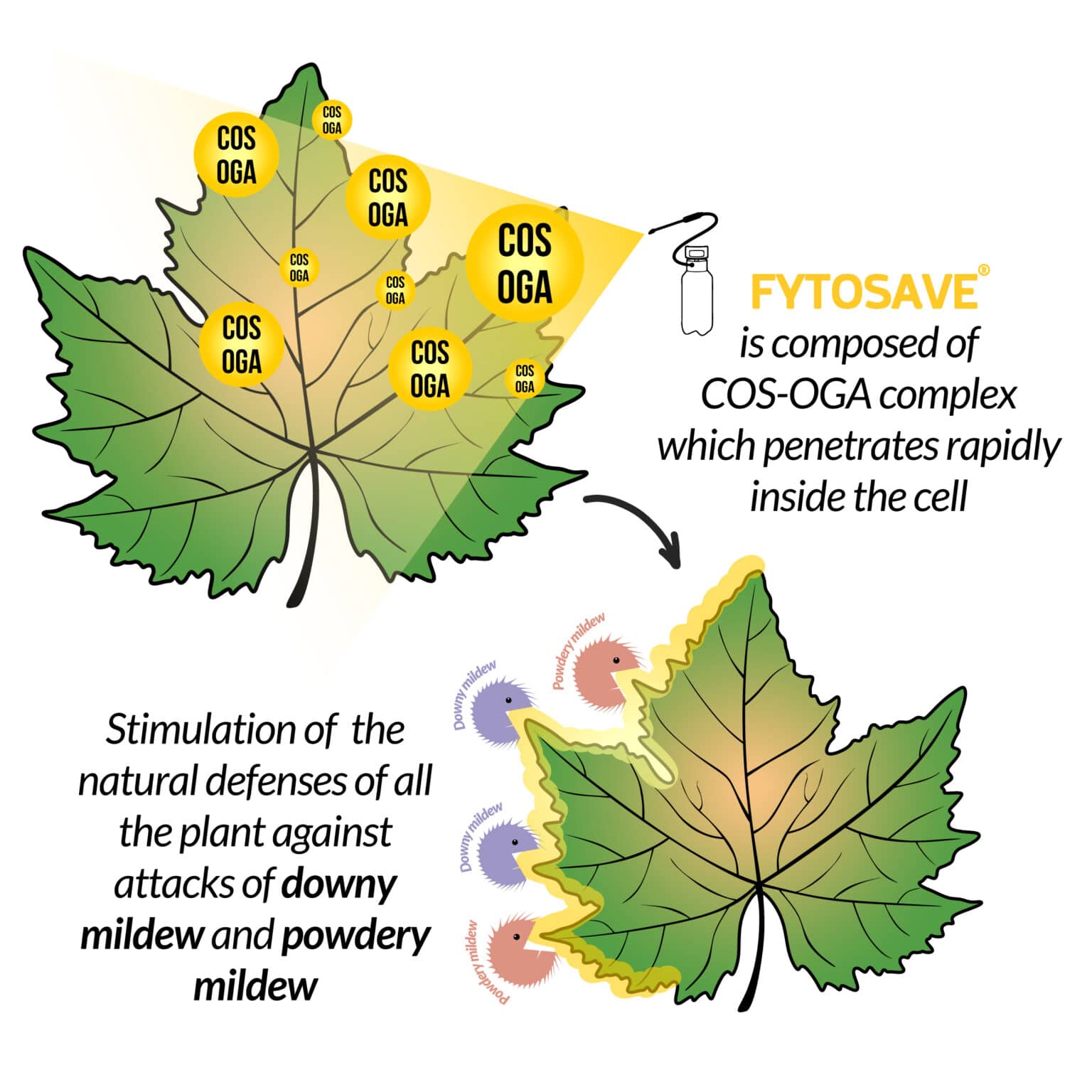 FYTOSAVE - Eléphant Vert