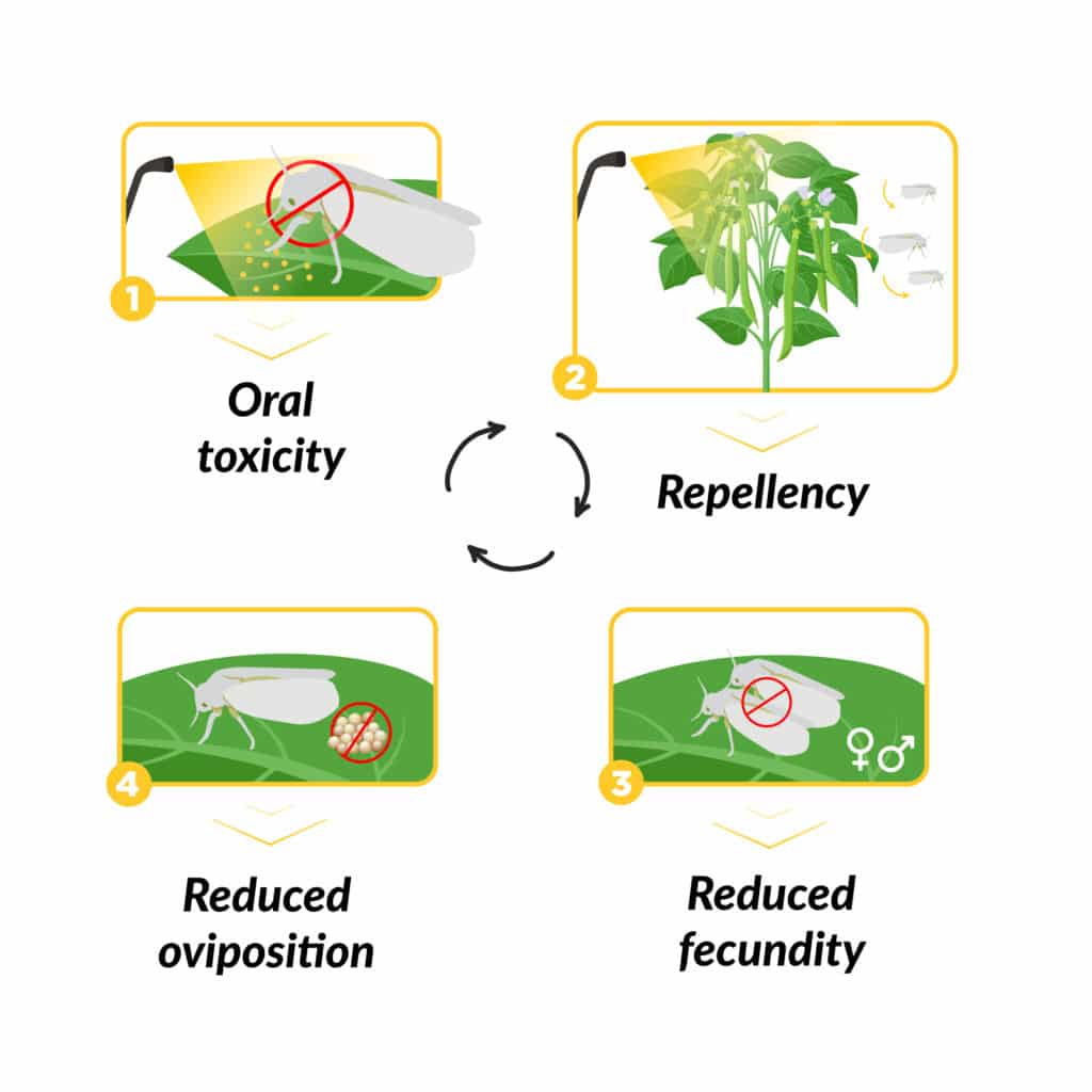 GRANDEVO - Eléphant Vert