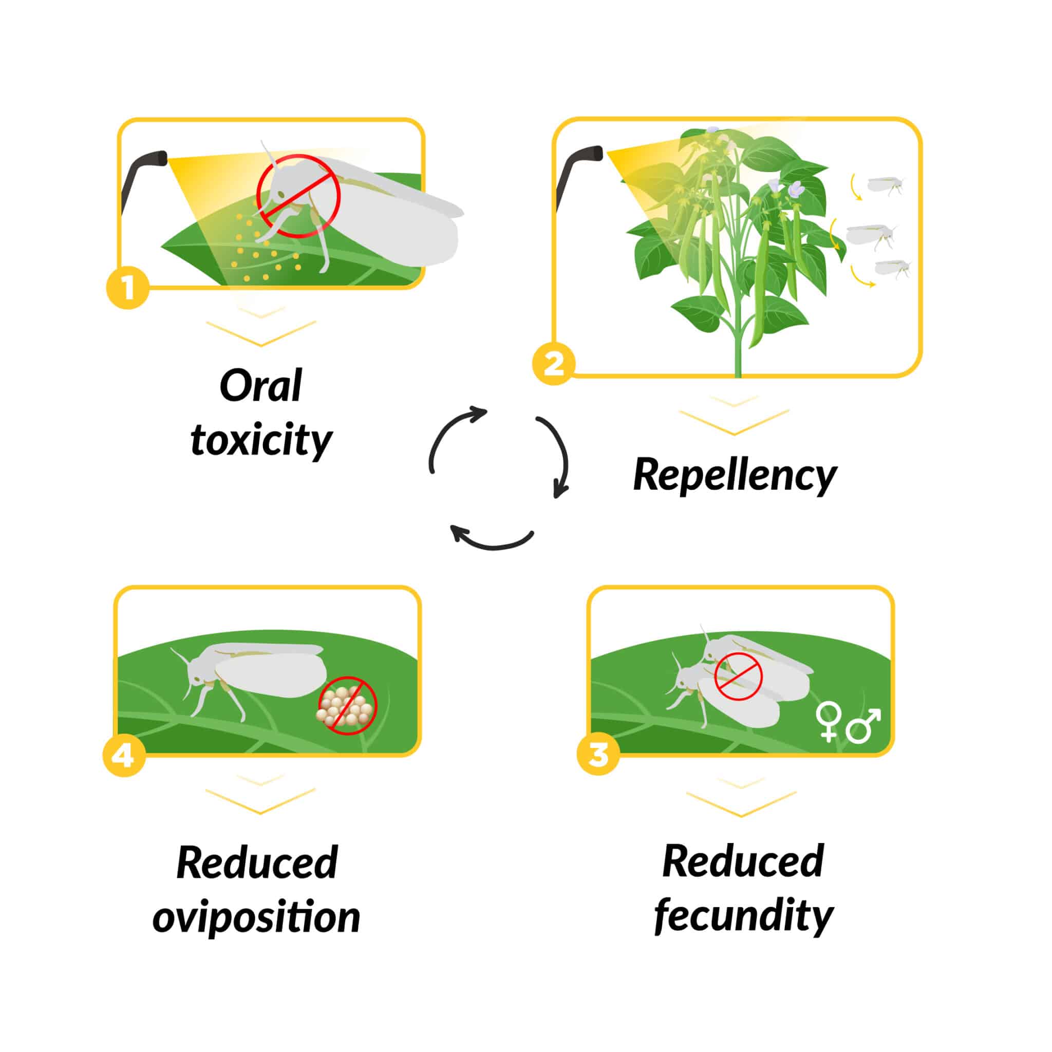 GRANDEVO - Eléphant Vert