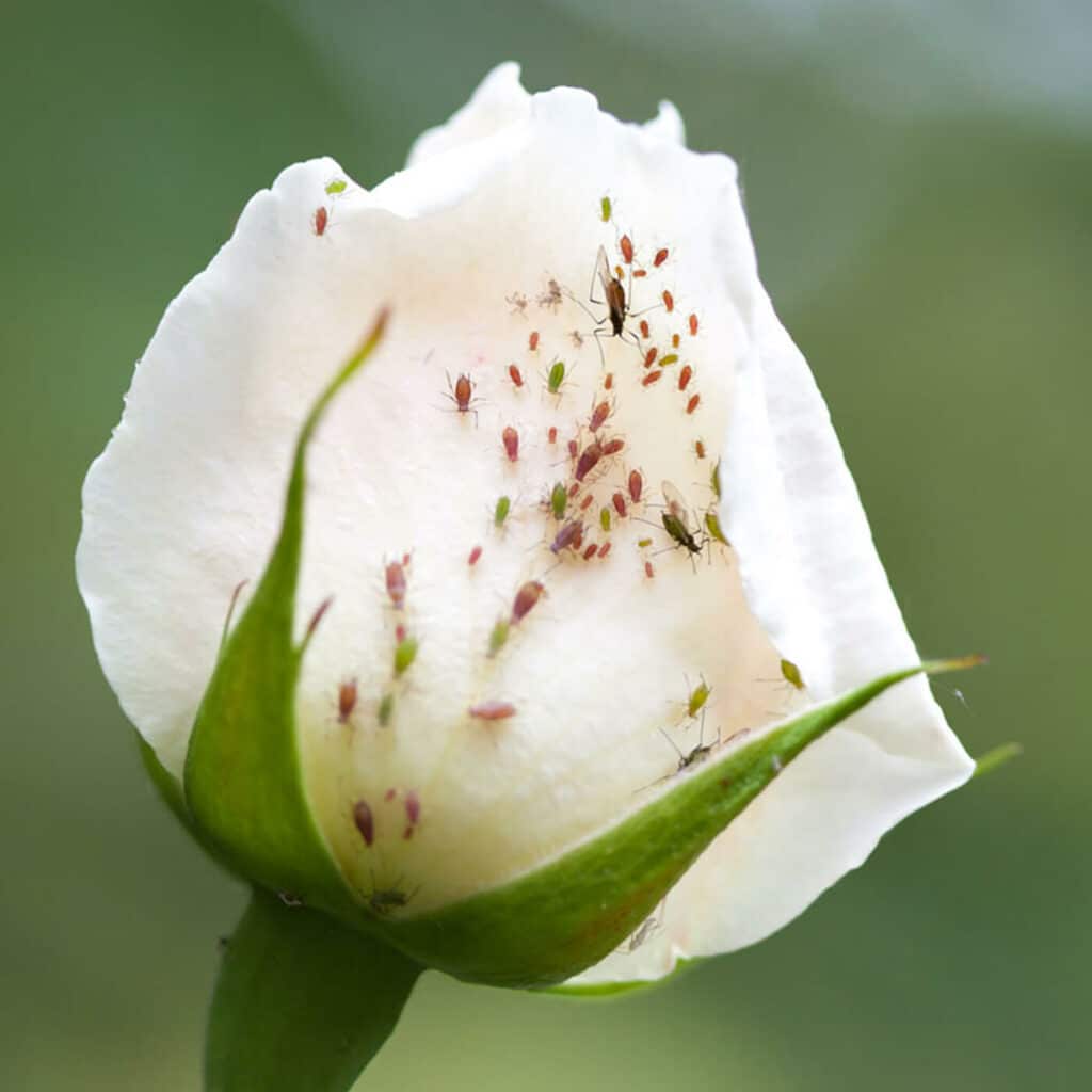 NO-BUG PLUS - Eléphant Vert