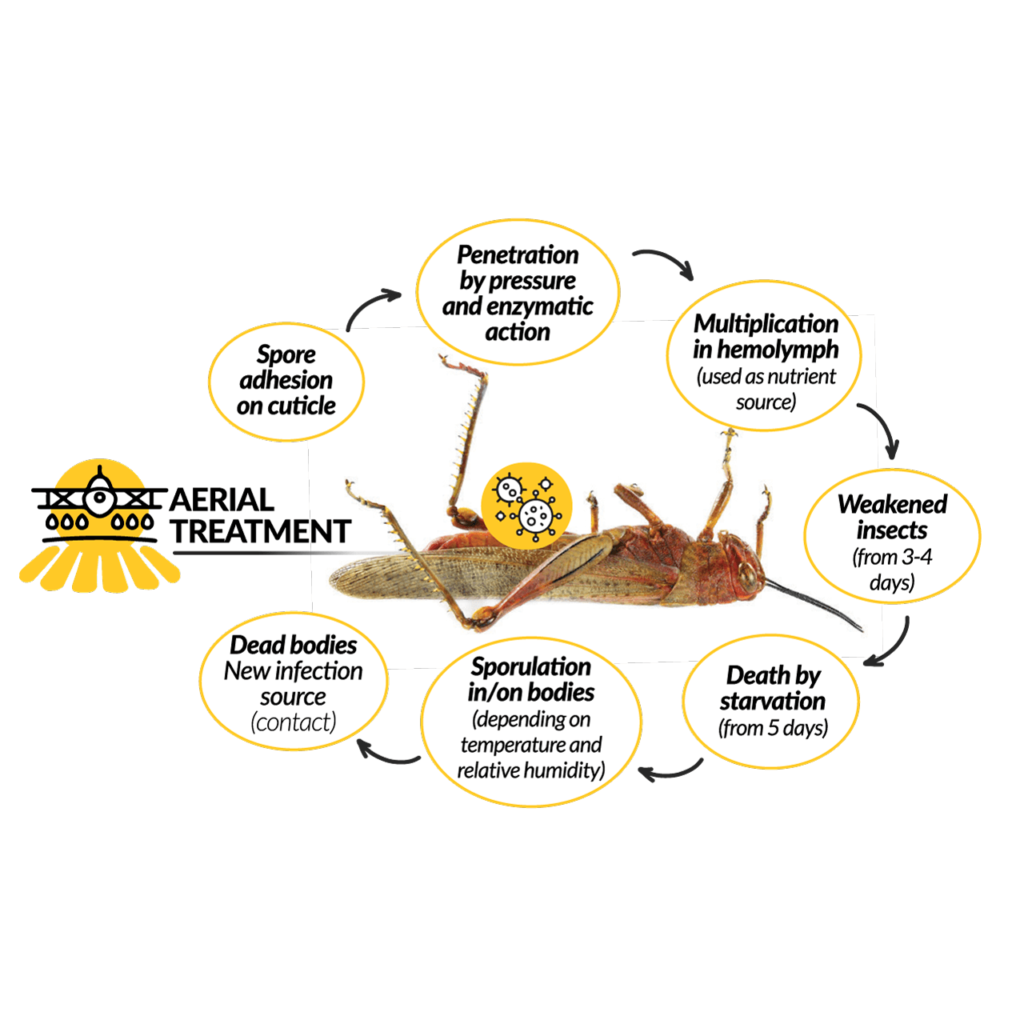 NOVACRID® - Eléphant Vert