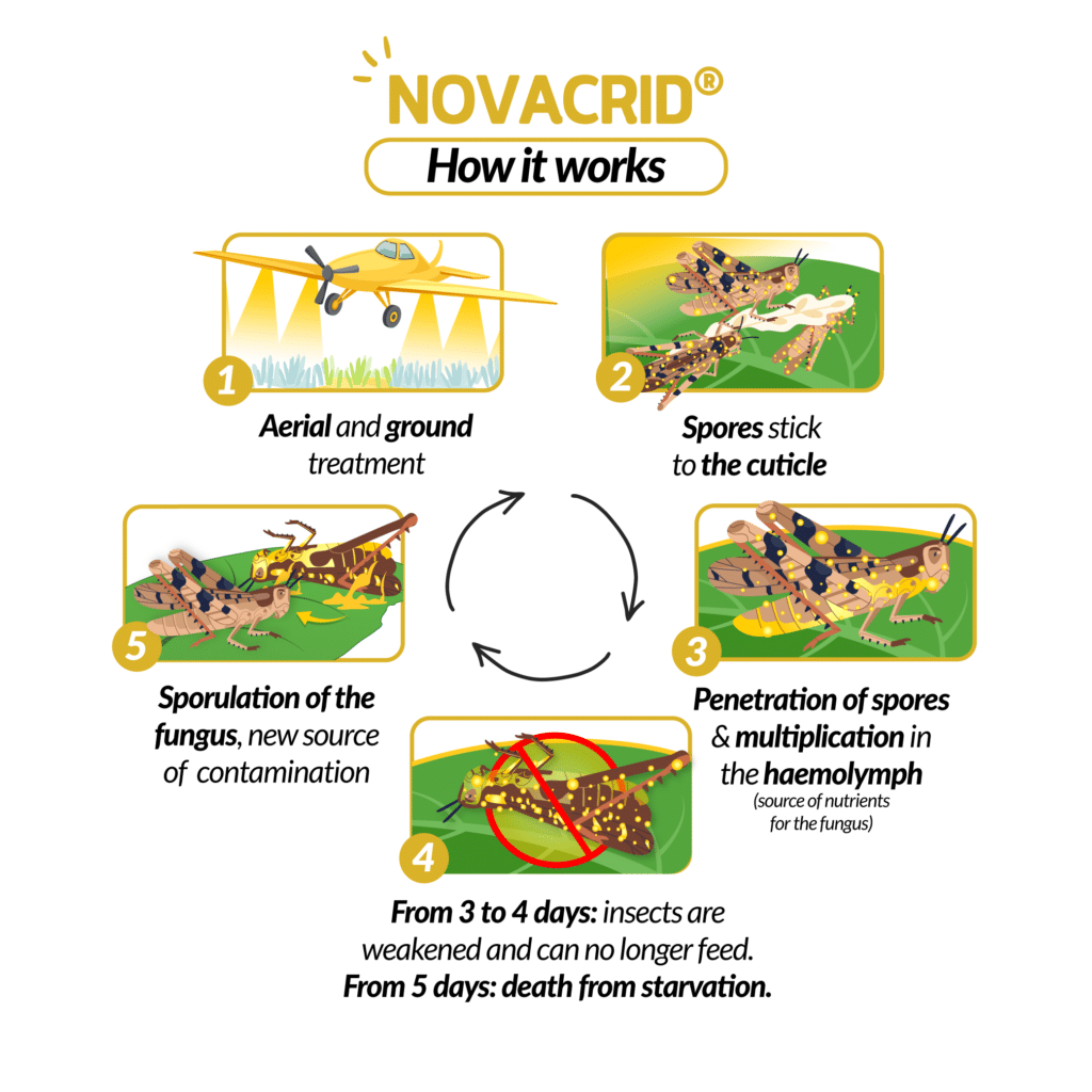 NOVACRID® - Eléphant Vert