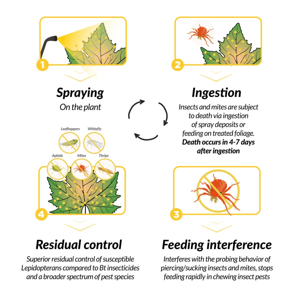 VENERATE - Eléphant Vert