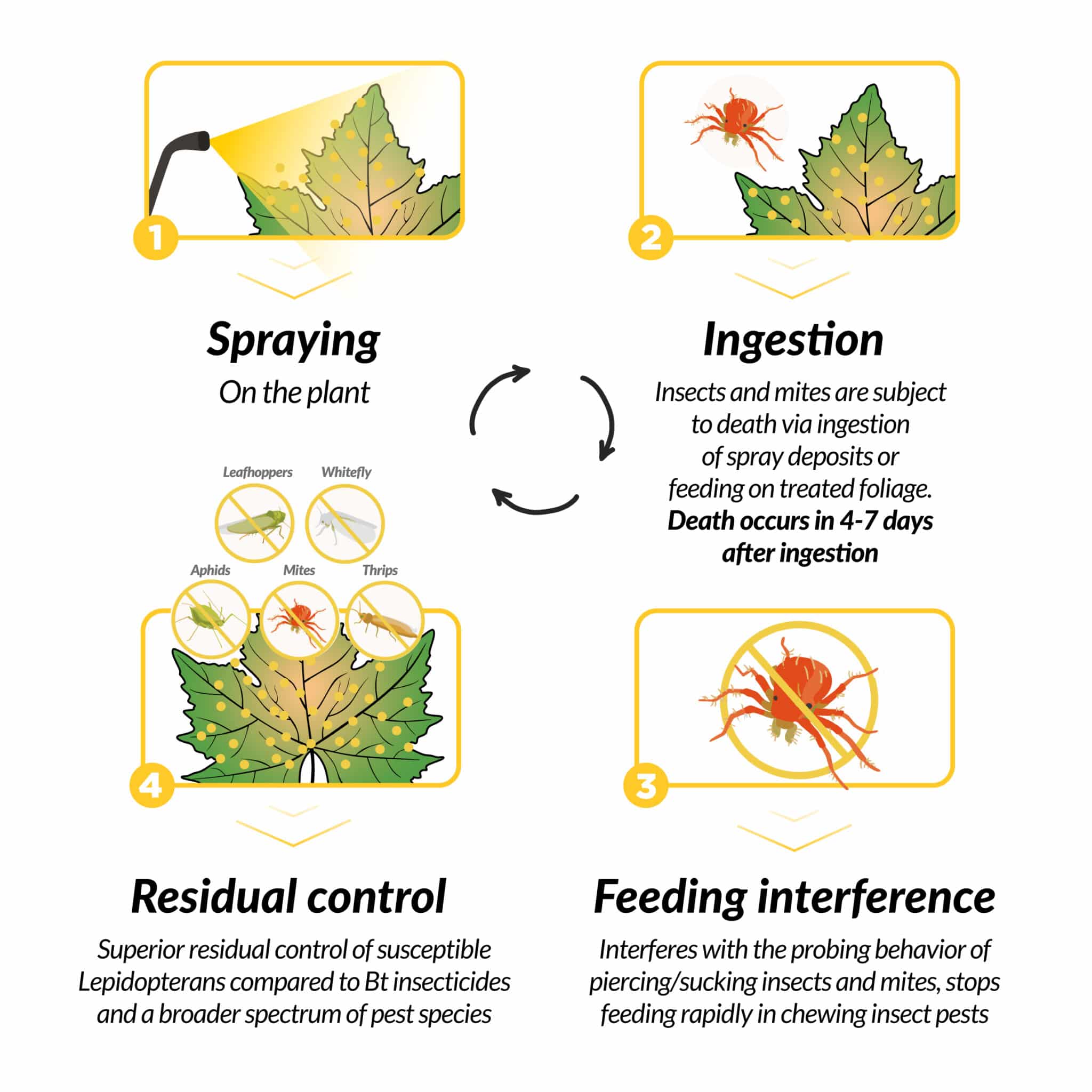 VENERATE - Eléphant Vert