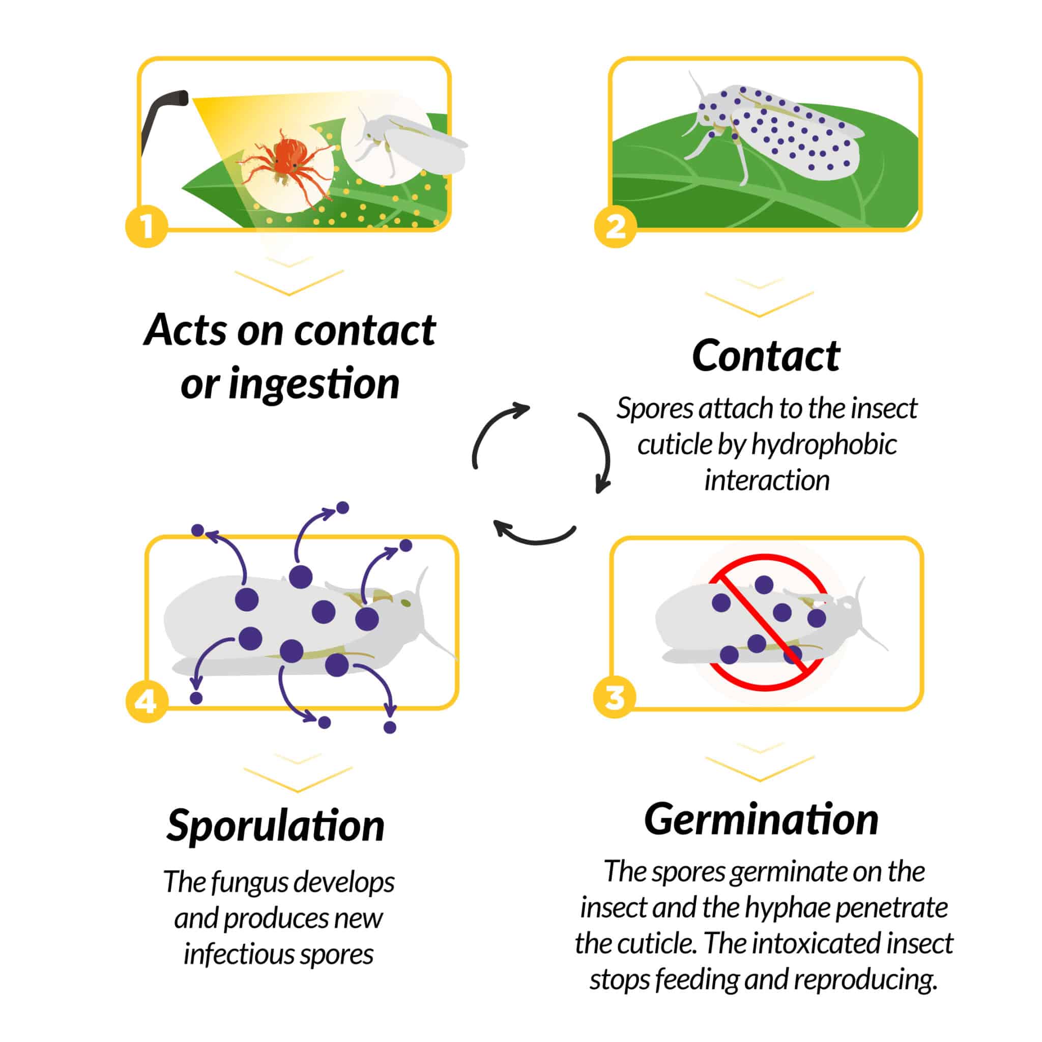 MYCOTROL ES - Eléphant Vert