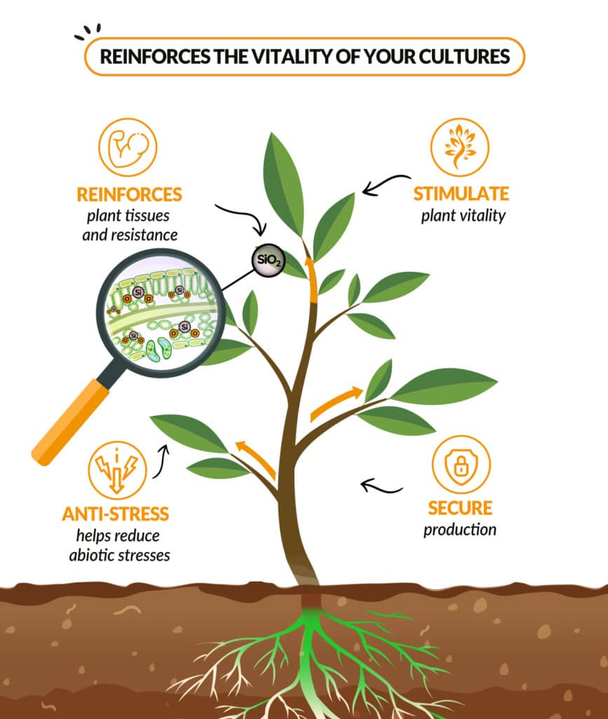 VITALITY® - Eléphant Vert